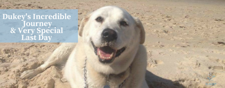 Dukey's Incredible Journey & Very Special Last Day | Sunset Vets ...