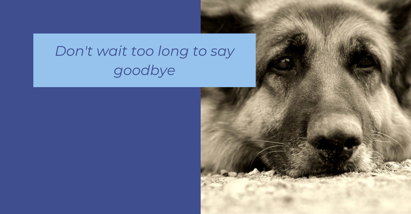 Don't wait too long to say goodbye | Sunset Vets Palliative and End of ...