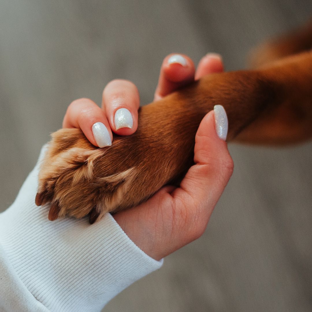 Pet Loss Guilt | Saying goodbye was right, so why do I feel guilty?
