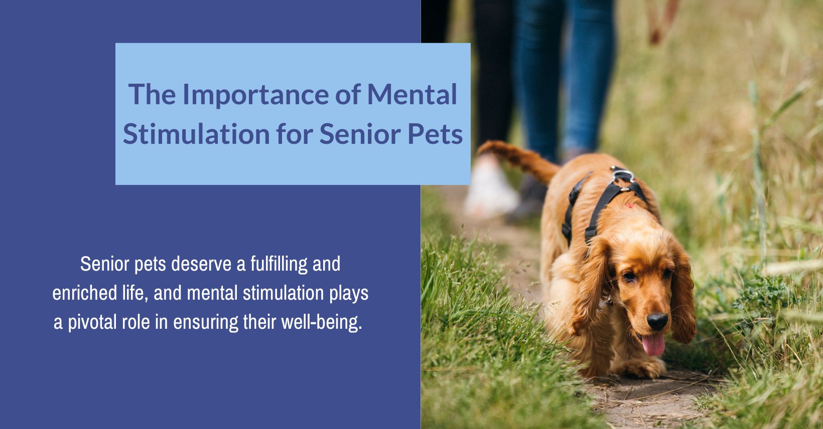 The Importance of Mental Stimulation for Senior Pets | Sunset Vets ...