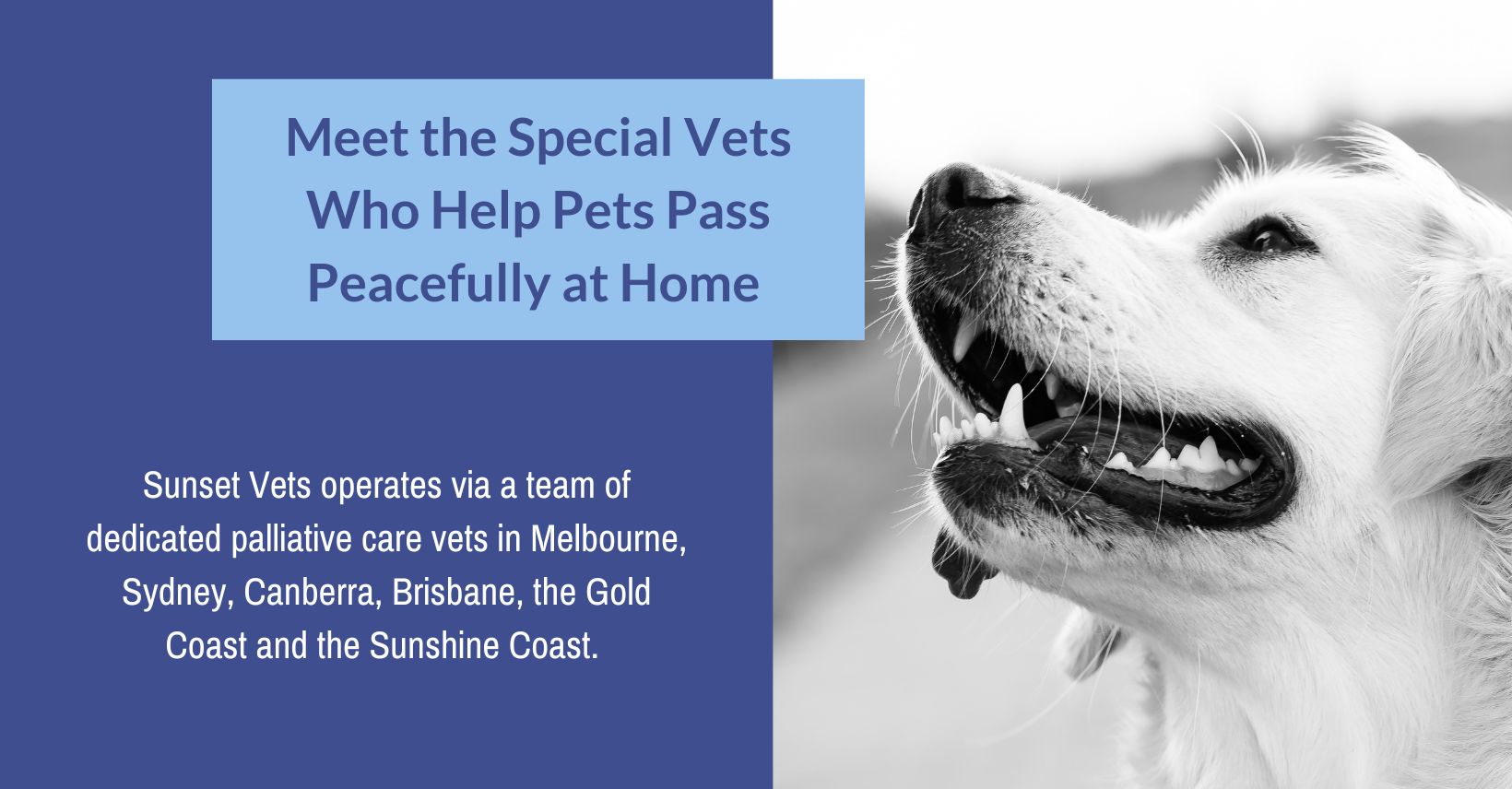 Meet the Special Vets Who Help Pets Pass Peacefully at Home | Sunset ...